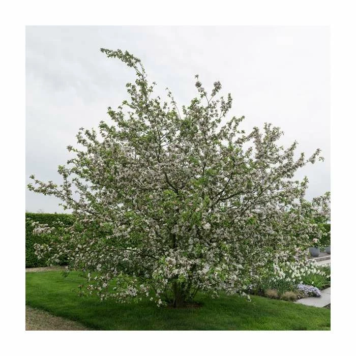 Malus x robusta 'Red Sentinel' | Crabapple Tree | Purely Plants
