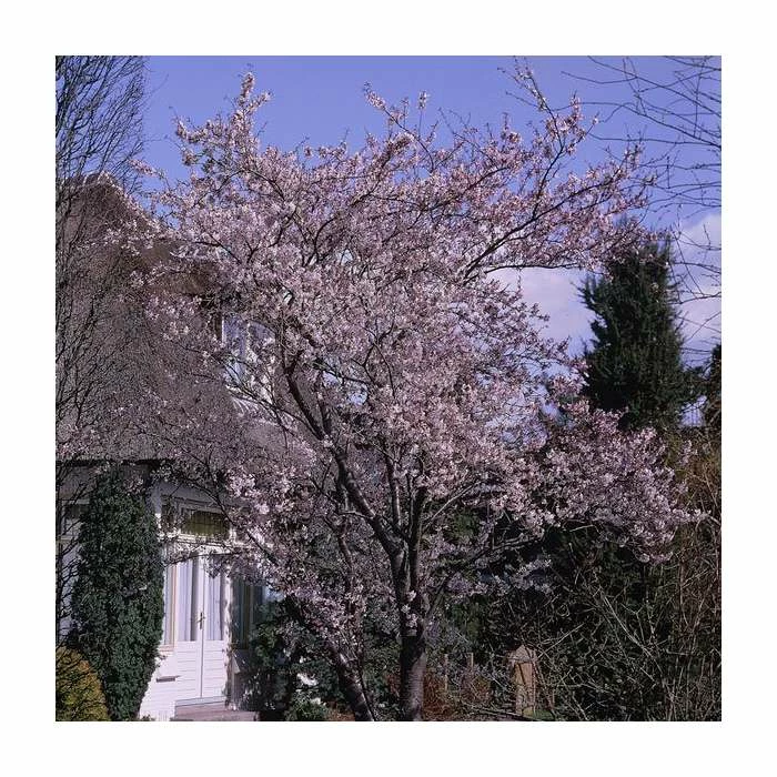 Prunus x subhirtella 'Autumnalis Rosea' | Cherry Blossom Tree | Purely ...