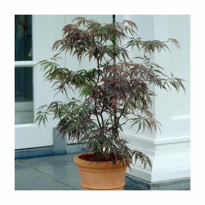 Acer palmatum 'Garnet' | Japanese Maple Tree | Purely Plants